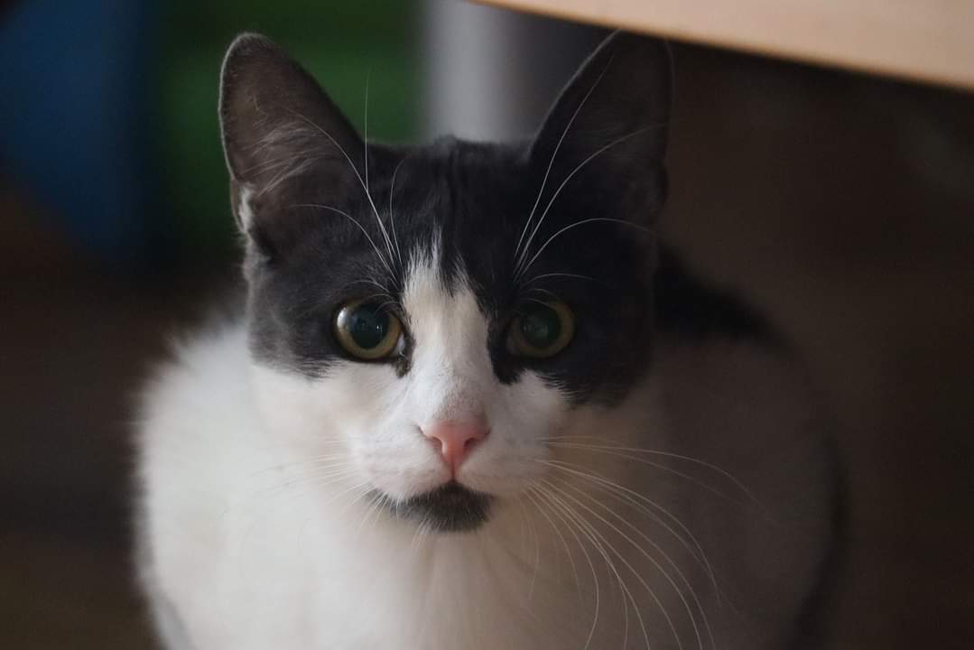 Katter för adoption :: KHR-Katthjälpen I Ronneby